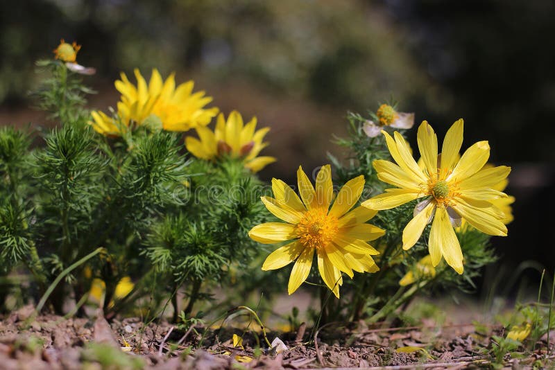 Yellow Adonis stock photo. Image of city, green, side - 93018084