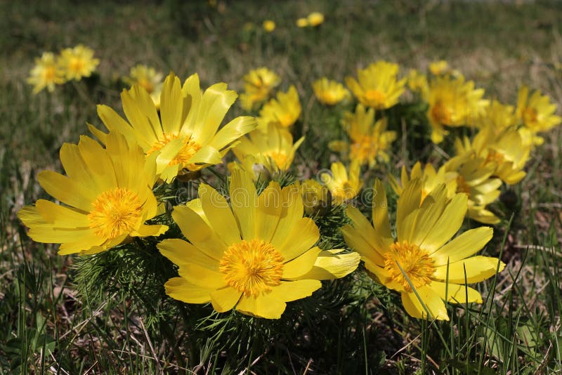 Yellow Adonis Flower in Garden on Spring Stock Image - Image of lush ...