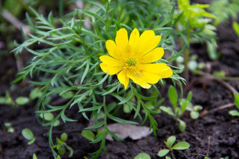 Yellow Adonis Flower in Garden on Spring Stock Photo - Image of flora ...