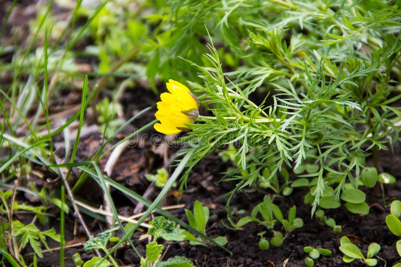 Yellow Adonis Flower in Garden on Spring Stock Photo - Image of ...