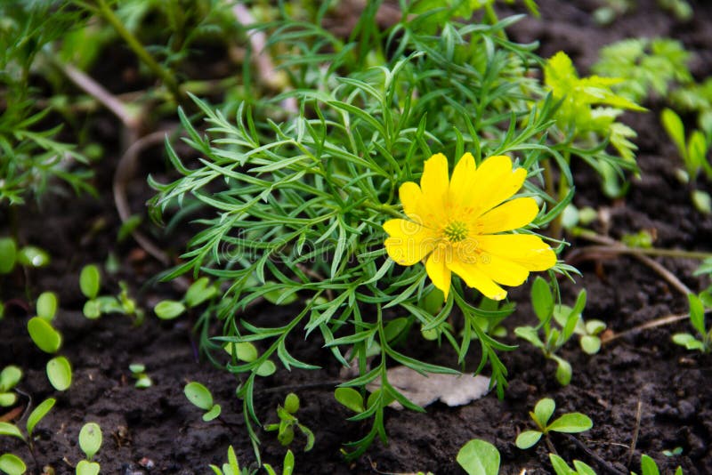 Yellow Adonis Flower in Garden on Spring Stock Photo - Image of march ...