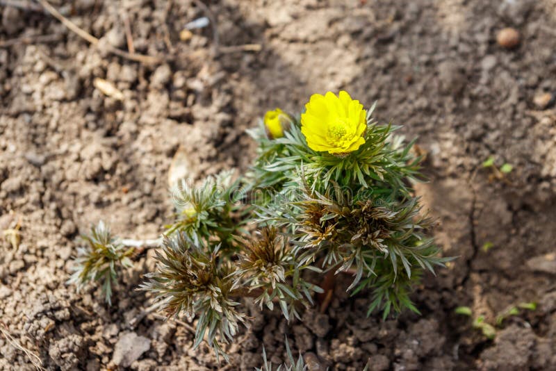 Yellow Adonis Flower in Garden on Spring Stock Image - Image of lush ...