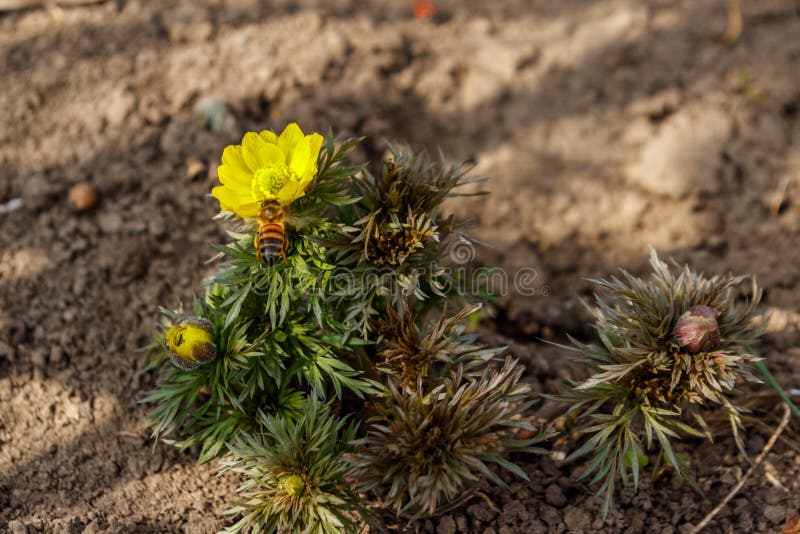 Yellow Adonis Flower in Garden on Spring Stock Image - Image of lush ...