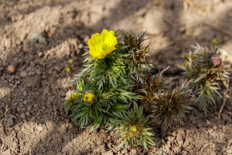 Yellow Adonis Flower in Garden on Spring Stock Image - Image of lush ...
