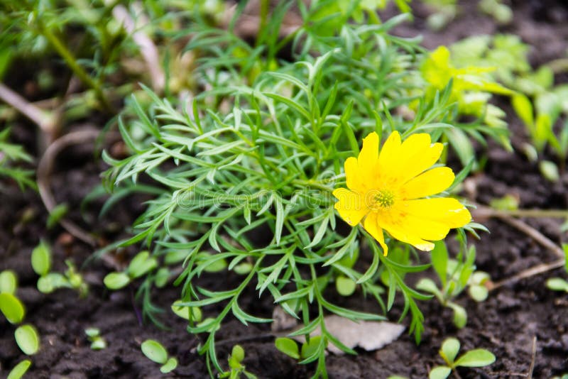 Yellow Adonis Flower in Garden on Spring Stock Image - Image of garden ...