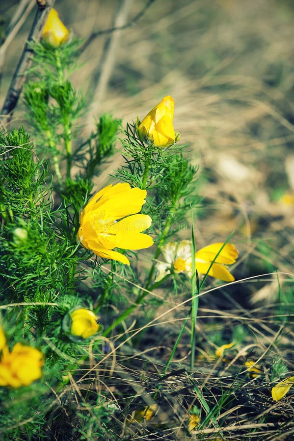 Yellow Adonis Flower in Nature Stock Photo - Image of green, bloom ...