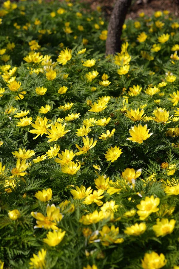 Yellow Adonis Flower in Garden on Spring Stock Image - Image of lush ...