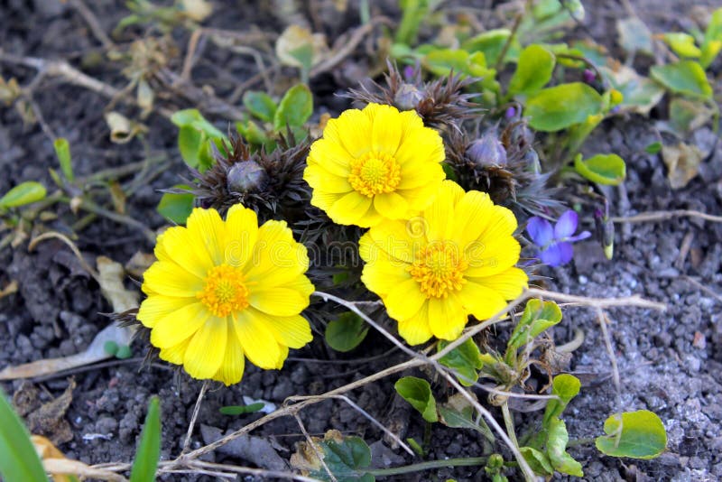 Yellow adonis stock image. Image of garden, beauty, melting - 39157779