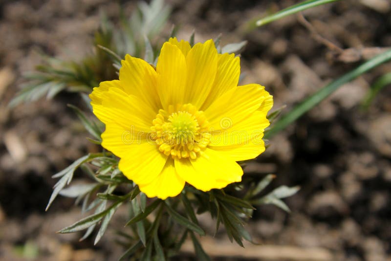 Yellow Adonis stock photo. Image of city, green, side - 93018084