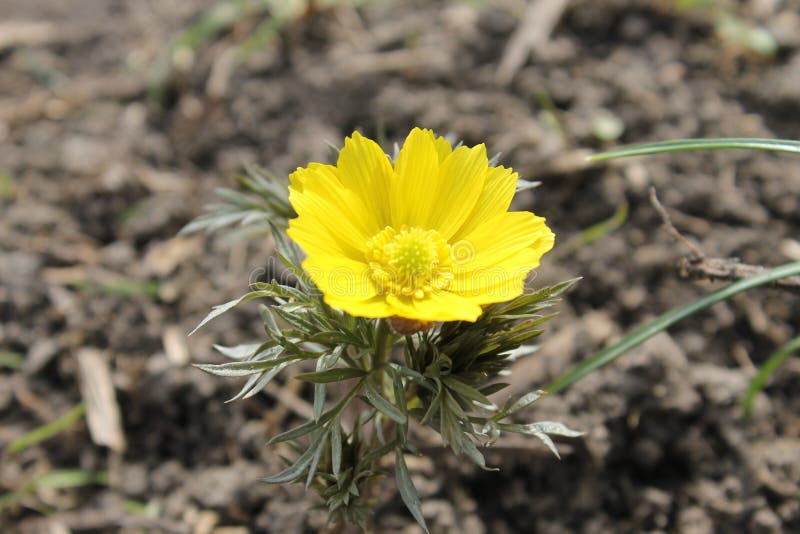 Yellow Adonis Flower in Garden on Spring Stock Photo - Image of flora ...