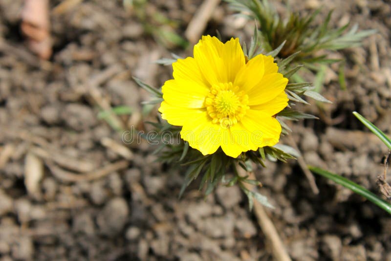 Yellow adonis stock photo. Image of medicinal, meadow - 69338312