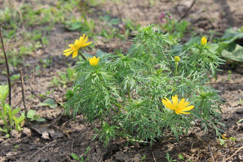 Yellow Adonis Flower in Garden on Spring Stock Image - Image of lush ...
