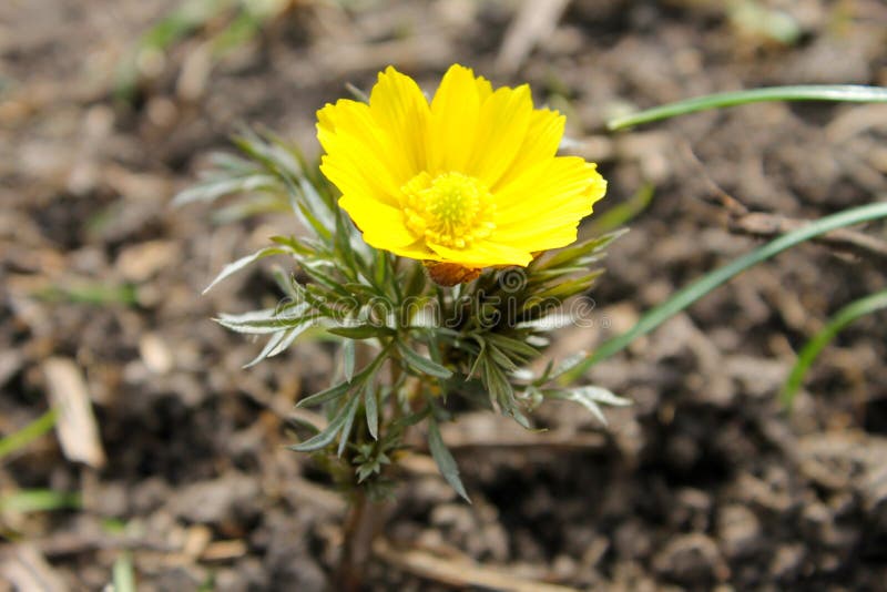 Yellow Adonis Flower in Garden on Spring Stock Image - Image of lush ...