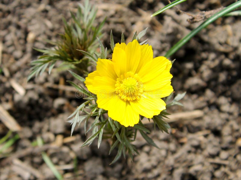 Yellow Adonis stock photo. Image of city, green, side - 93018084