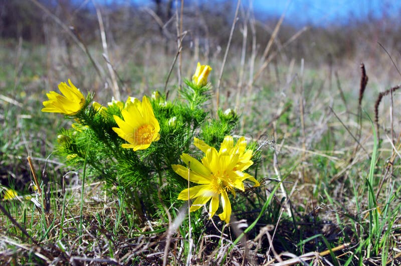 Yellow Adonis in Late Autumn in the Garden. Berlin, Germany Stock Image ...