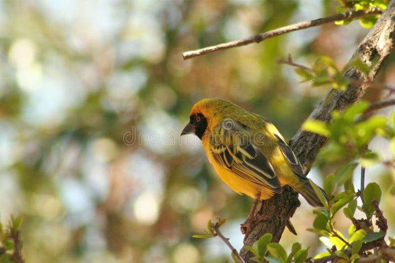 Yellow African Bird stock image. Image of watching, color - 1397025