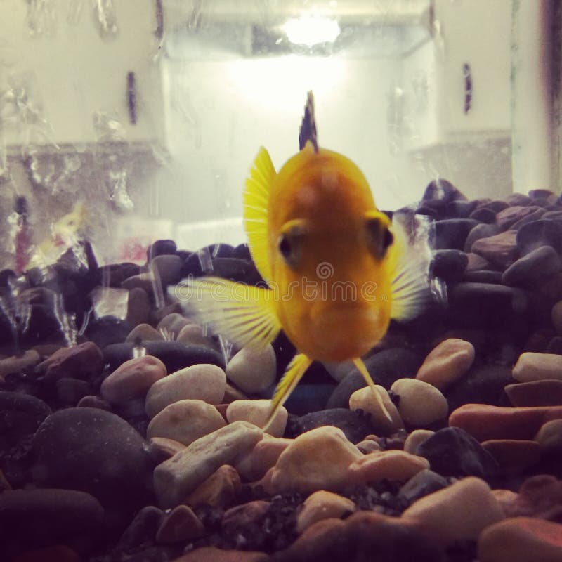 Yellow African Sicklet Loving Fish Stock Image - Image of fish, loving ...