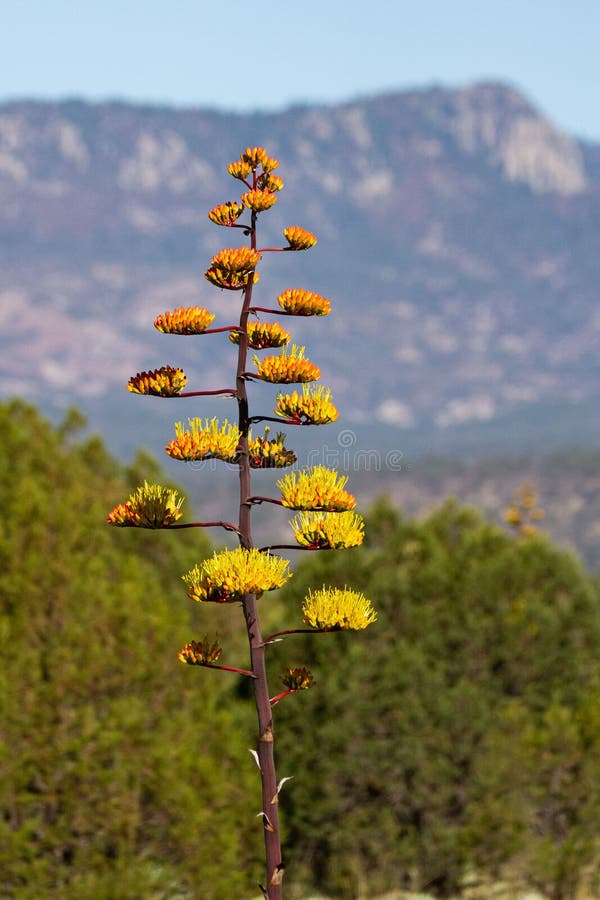 Yellow Agave Flower Plant in the Garden Stock Image - Image of green ...