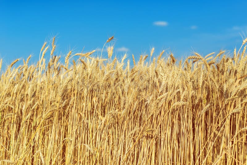 Agriculture Field with Yellow Barley Stock Photo - Image of golden ...