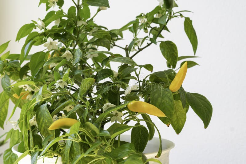 Yellow Agudo Pepper (Capsicum Annuum) on the Tree Stock Image - Image ...