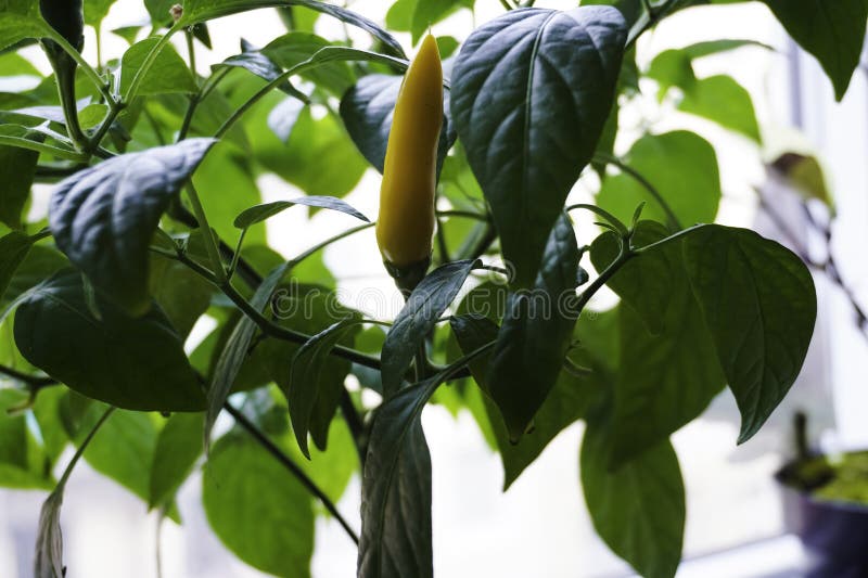 Yellow Agudo Pepper (Capsicum Annuum) on the Tree with Shallow Depth of ...