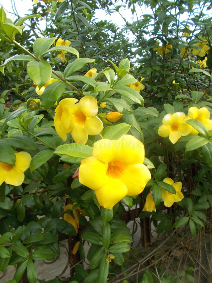 Yellow Alamanda Flowers at the Tree, Allamanda Stock Photo - Image of ...