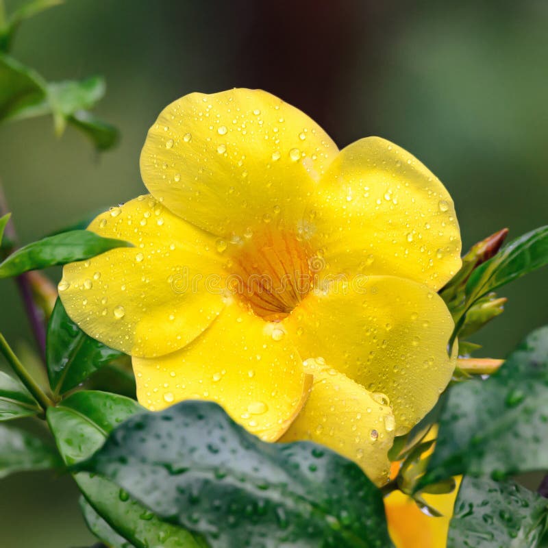 Yellow Alamanda Flowers at the Tree, Allamanda Stock Photo - Image of ...