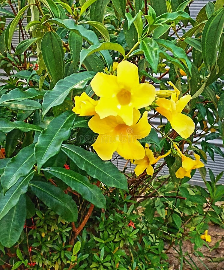 Yellow Alamanda Flowers at the Tree, Allamanda Stock Photo - Image of ...