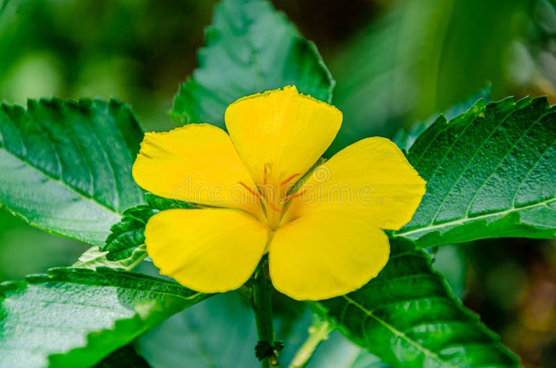 Yellow Alder- Turnera Ulmifolia Flower Stock Photo - Image of nature ...