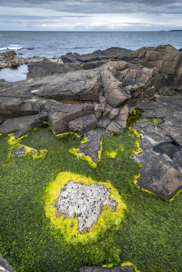 Yellow Algae on Rocky Nort Irish Coastline Stock Photo - Image of ...