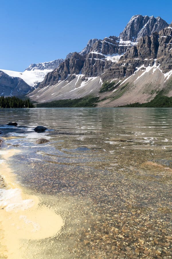 Yellow Algae in the Water in Bow Lake in Banff National Park Stock ...