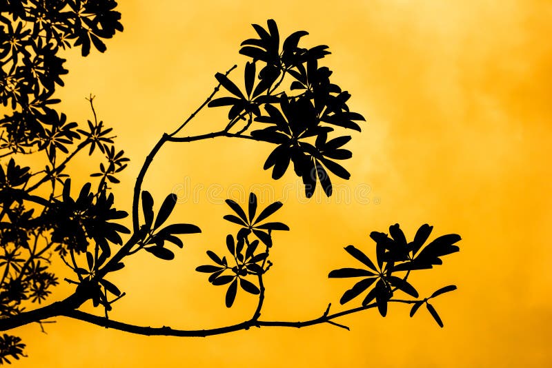 Close Up Shadow of Leaf Yellow Allamanda Stock Image - Image of ...