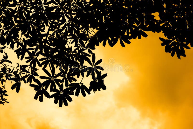 Close Up Shadow of Leaf Yellow Allamanda Stock Photo - Image of ...