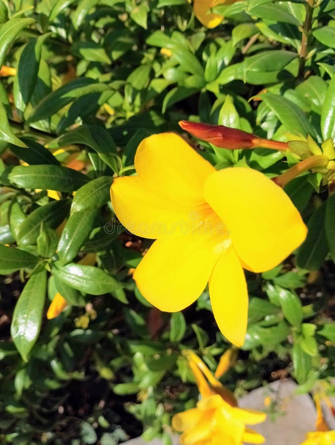Allamanda flower stock image. Image of beauty, closeup - 97837717