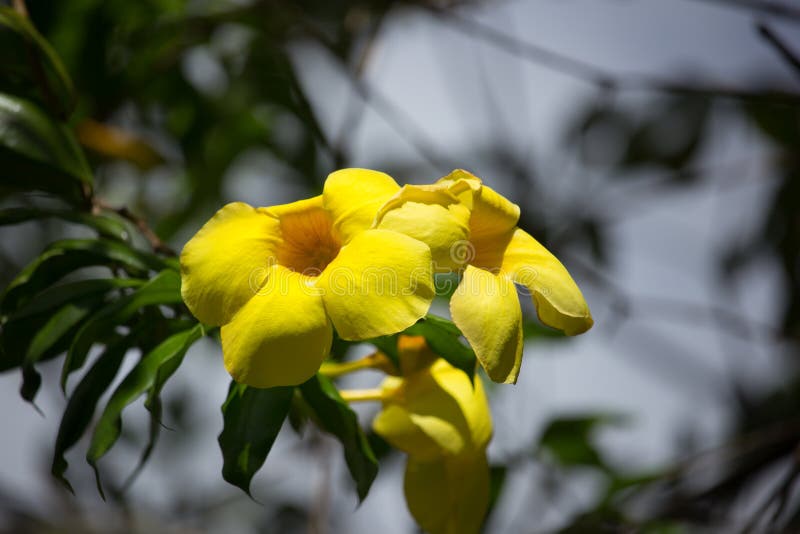 Yellow Allamanda Flower with Blue Sky Background Stock Photo - Image of ...
