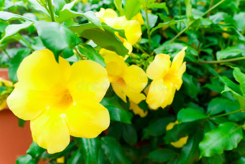 Yellow allamanda stock image. Image of decorate, leaves - 48801325