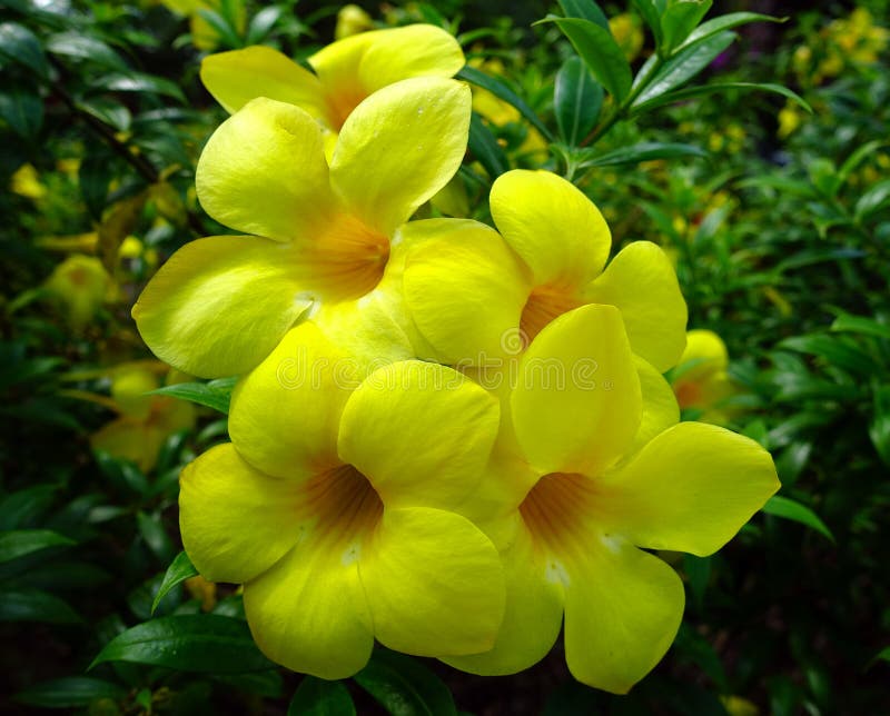 Yellow allamanda flowers stock image. Image of blube - 97839399