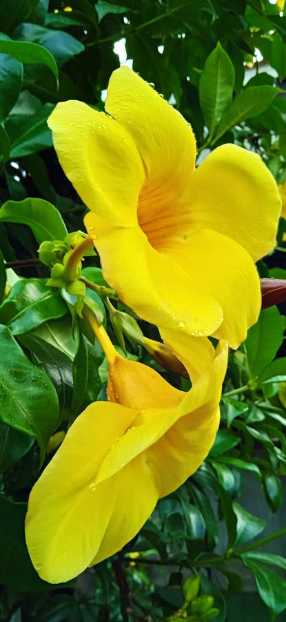 Yellow Allamanda Flowers that Grow Well in Sunlight Stock Image - Image ...