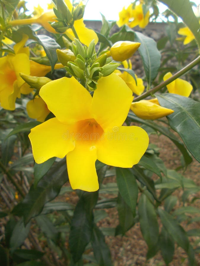 Allamanda Flowers On The Tree Closeups Stock Photo - Image of fresh ...