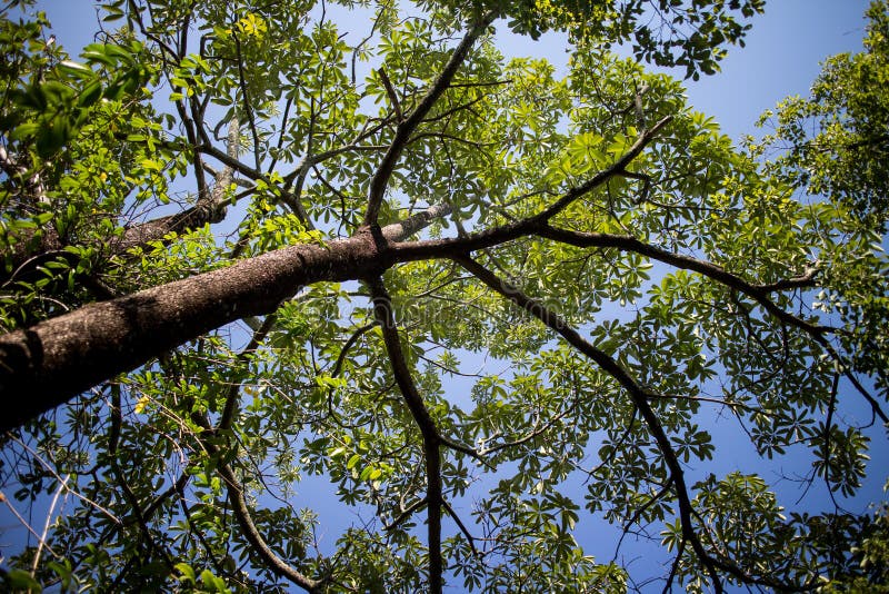 Yellow Allamanda Green Leaf Stock Image - Image of beauty, fresh: 236293341