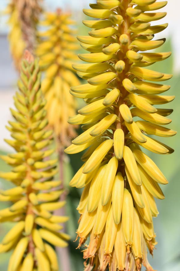 Yellow aloe flower closeup stock image. Image of garden - 269959039