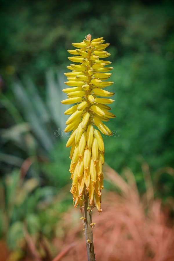 Yellow Aloe vera stock photo. Image of flowers, yellow - 39956120