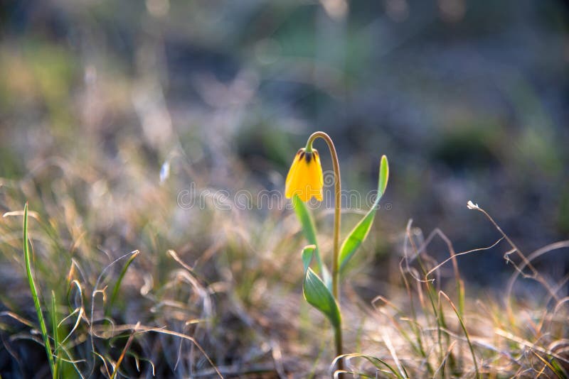Yellow alpine flower stock photo. Image of growth, green - 272148676
