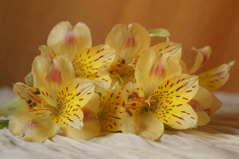 Yellow Alstroemeria Flowers, Peruvian Lily or Lily of the Incas Stock ...