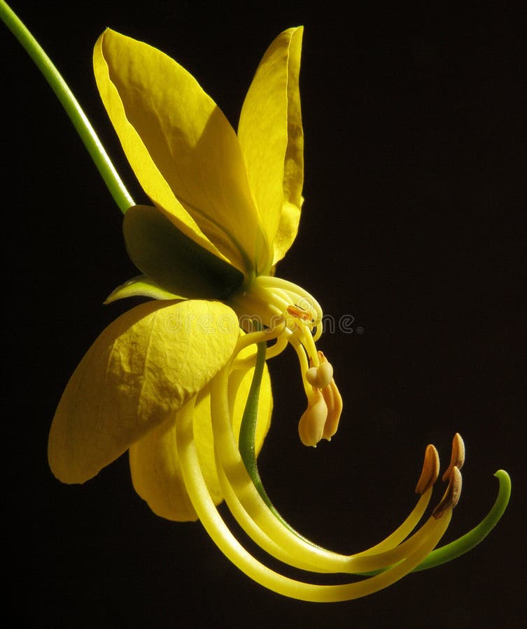 Yellow amaltash flower stock image. Image of community - 13693781