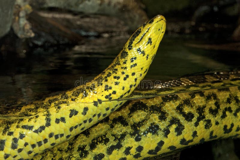 435 Yellow Anaconda Stock Photos - Free & Royalty-Free Stock Photos ...