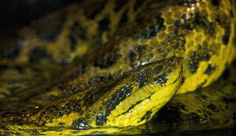 Yellow Anaconda 1 stock image. Image of poikilothermic - 2618317