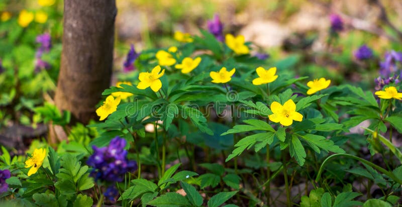 Yellow Anemones in the Forest. the First Spring Flowers_ Stock Photo ...