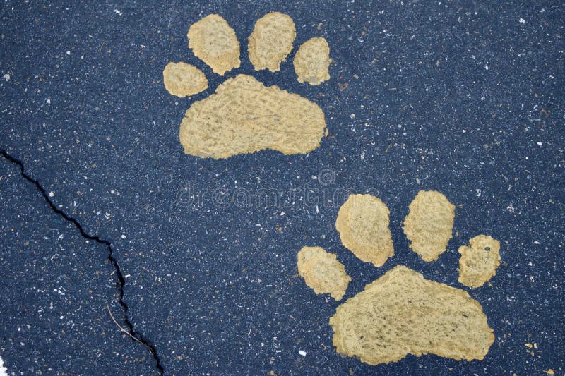 Yellow Animal Paw Prints on Ground Stock Photo - Image of catching ...