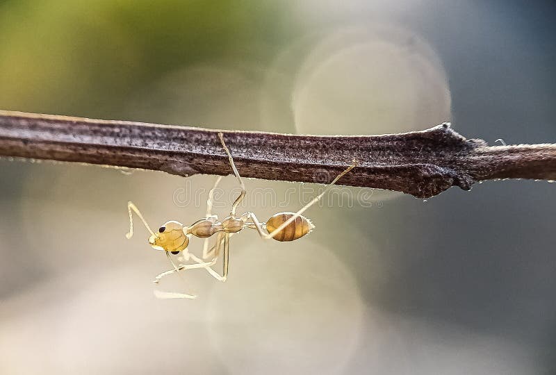 129 Ant Chain Stock Photos - Free & Royalty-Free Stock Photos from ...